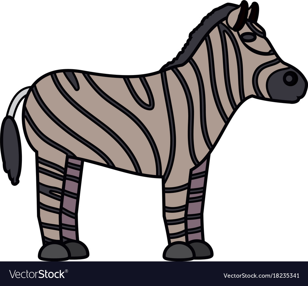 Zebra Royalty Free Vector Image - VectorStock