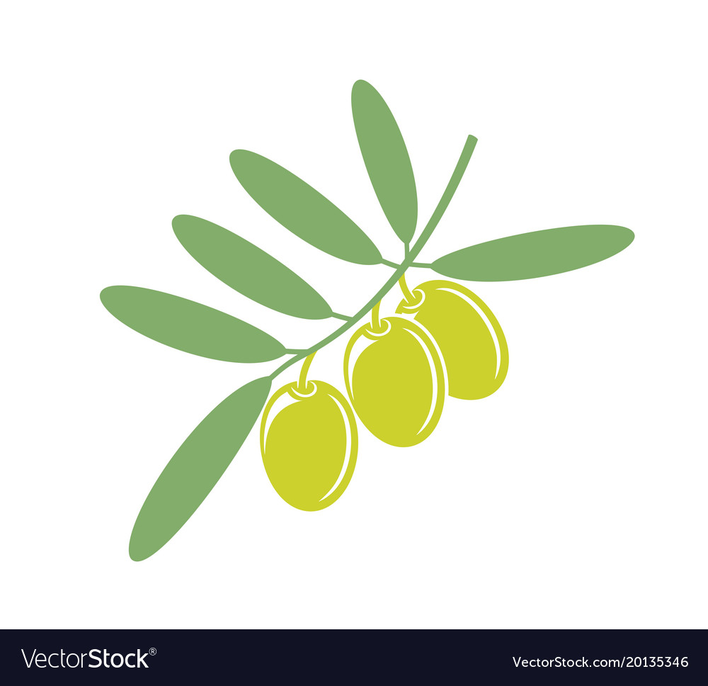 Olive Royalty Free Vector Image - VectorStock