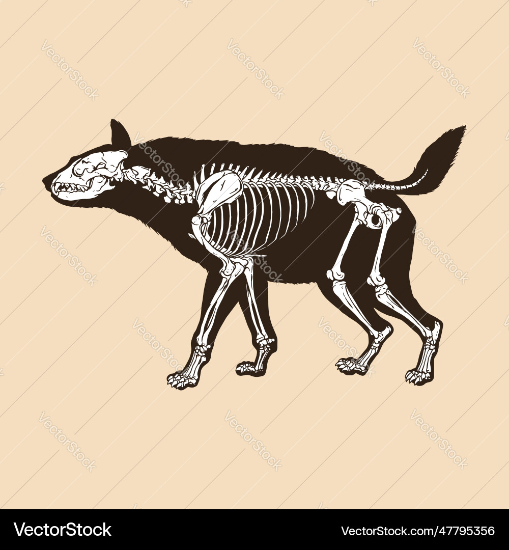 Skeleton hyena Royalty Free Vector Image - VectorStock