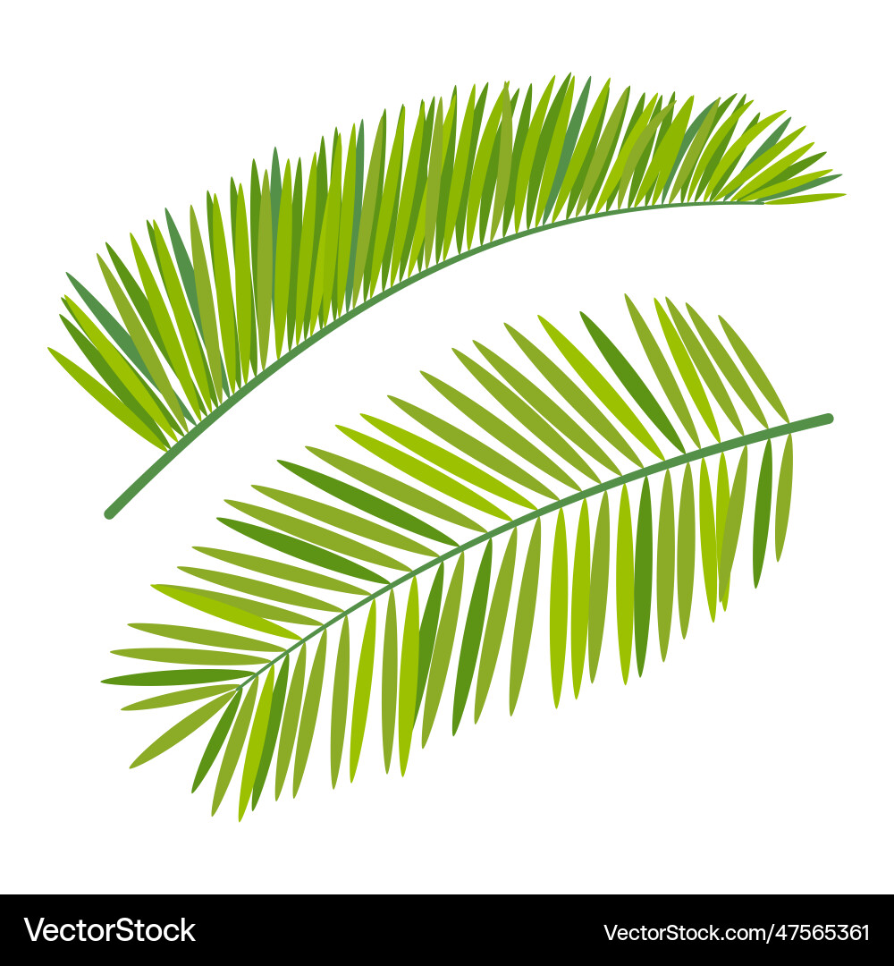 Cartoon palm branches isolated on white background