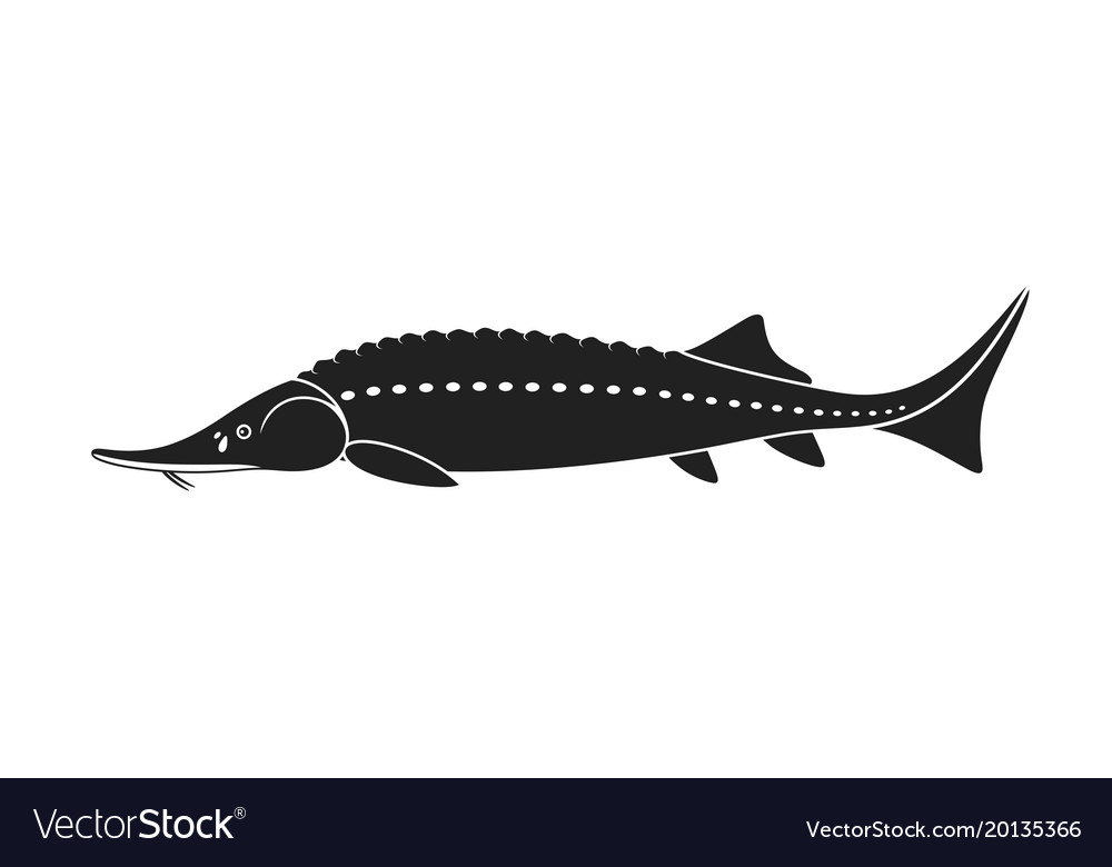 Sturgeon Royalty Free Vector Image - VectorStock