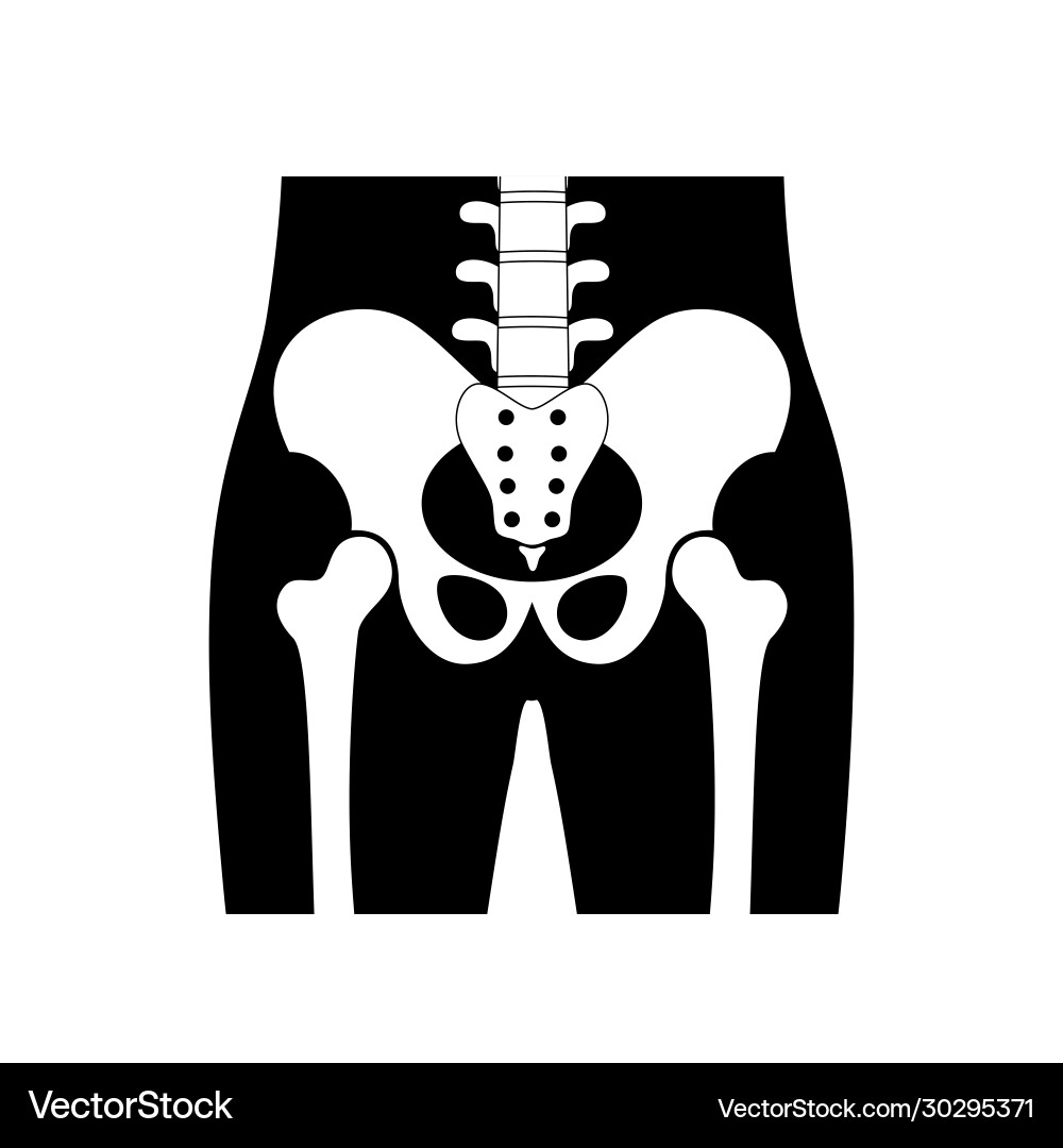 Human Pelvis Anatomy Diagram Royalty Free Vector Image