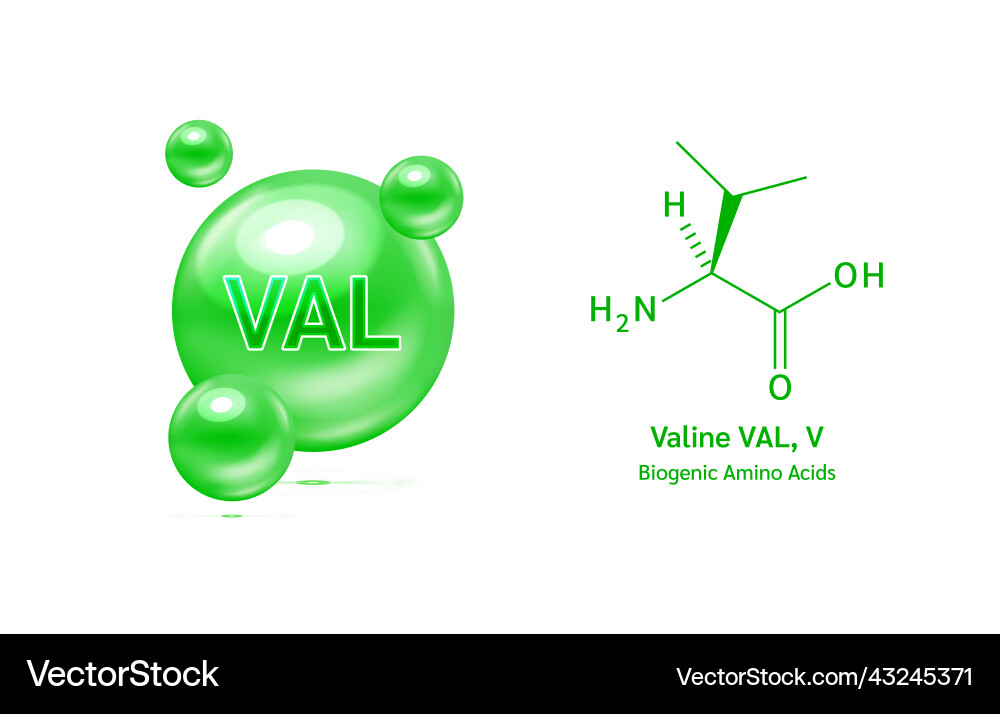 Important amino acid valine Royalty Free Vector Image