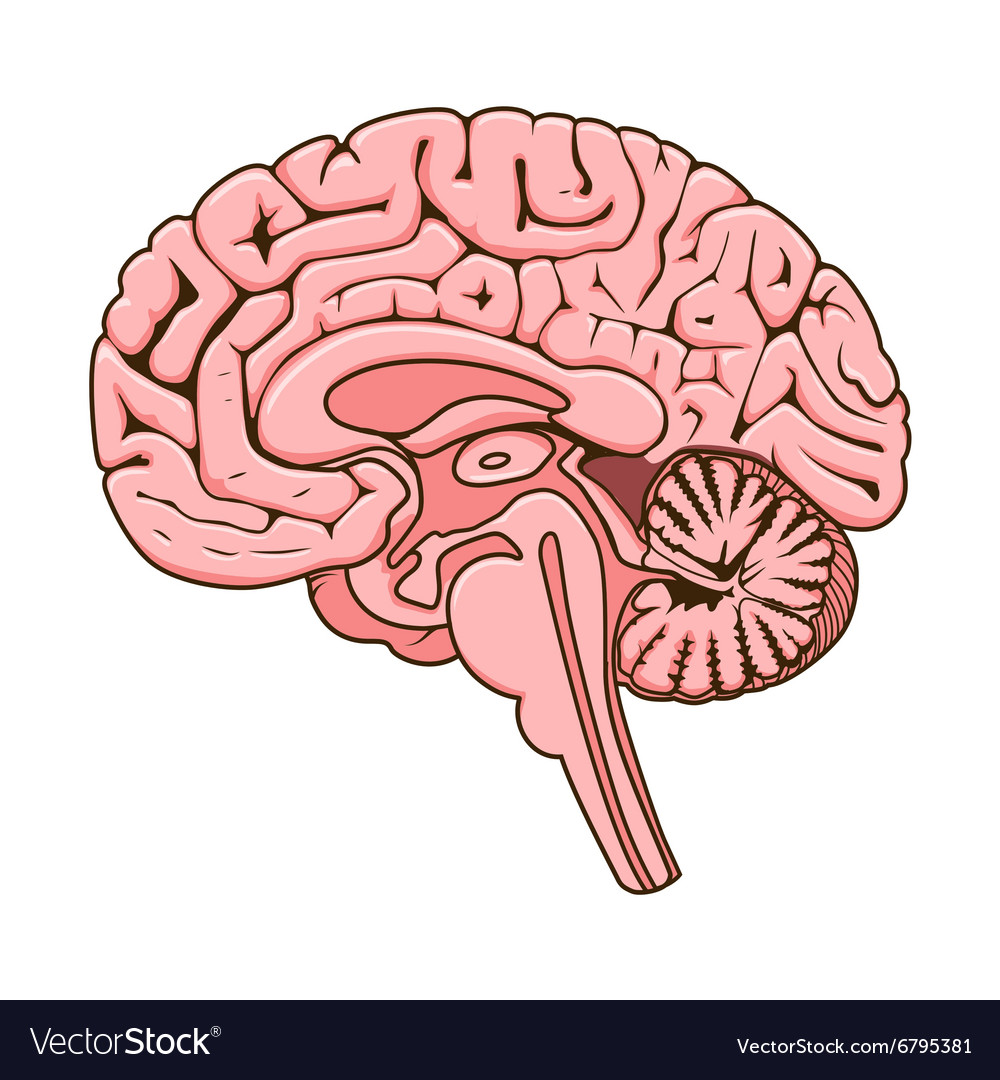Structure human brain section schematic Royalty Free Vector