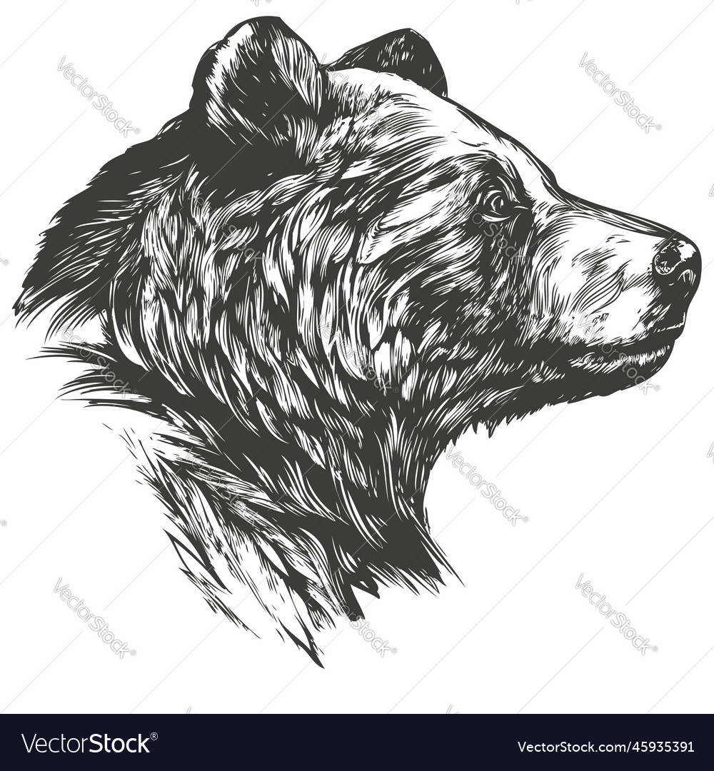 Animal bear wildlife hand drawn Royalty Free Vector Image Animal bear wildlife hand drawn Royalty Free Vector Image