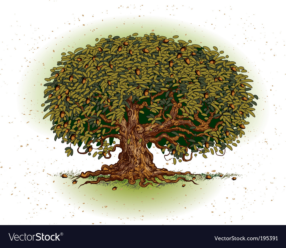 Oak tree Royalty Free Vector Image - VectorStock