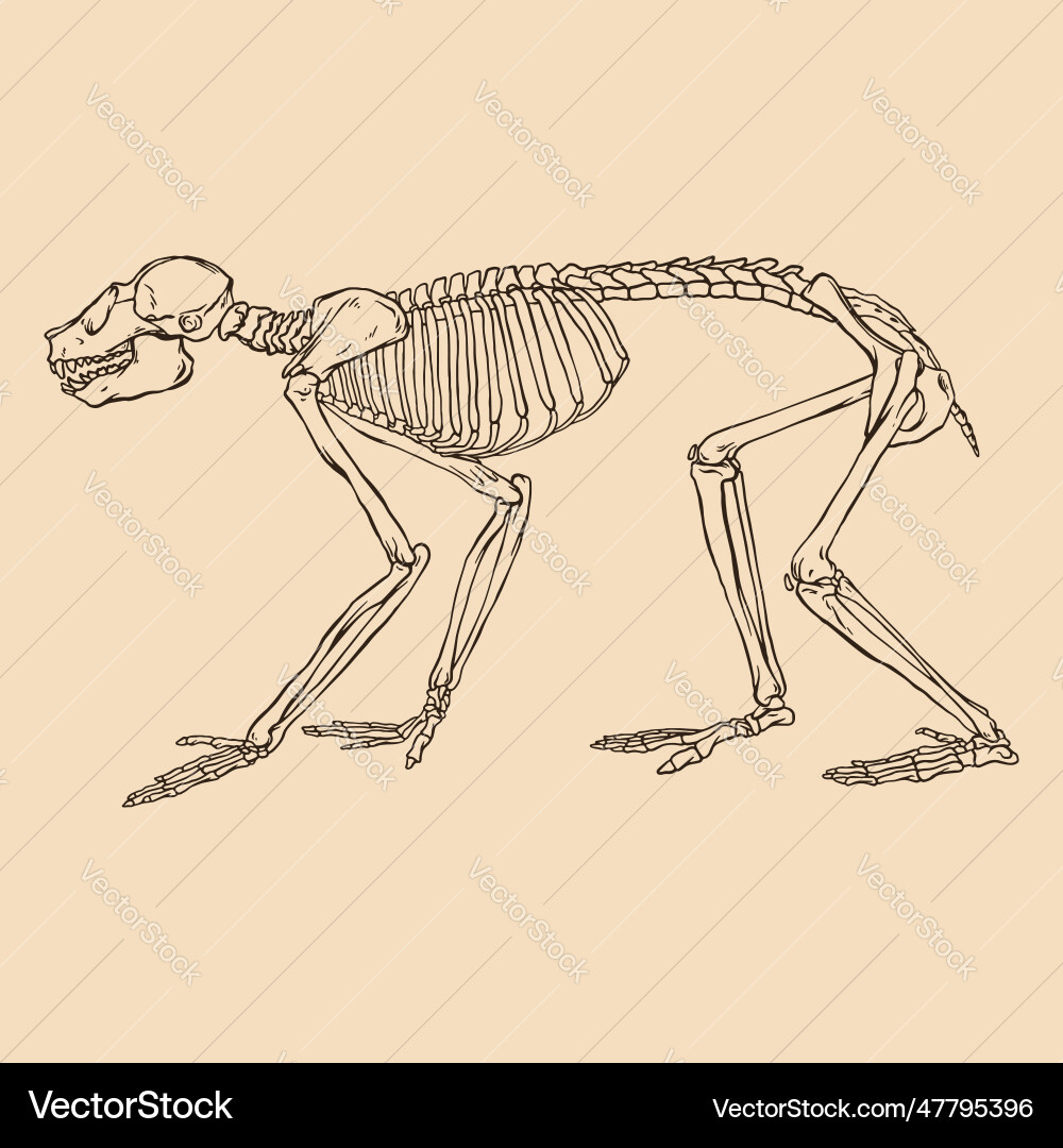 Animal skeleton monkey Royalty Free Vector Image