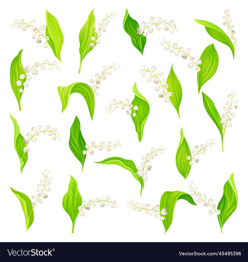 Blooming Lily of the Valley Royalty Free Vector Image