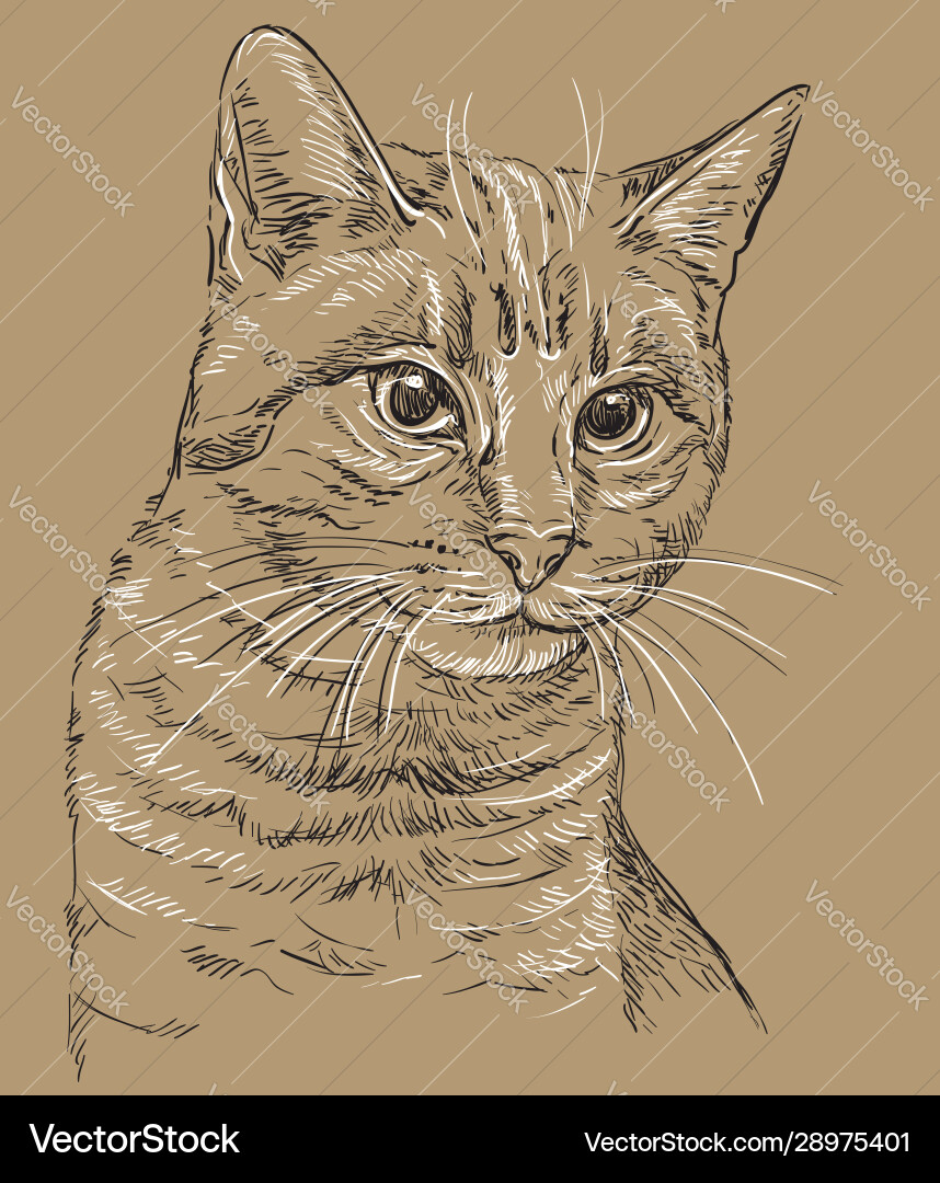 Brown cat portrait 2 Royalty Free Vector Image