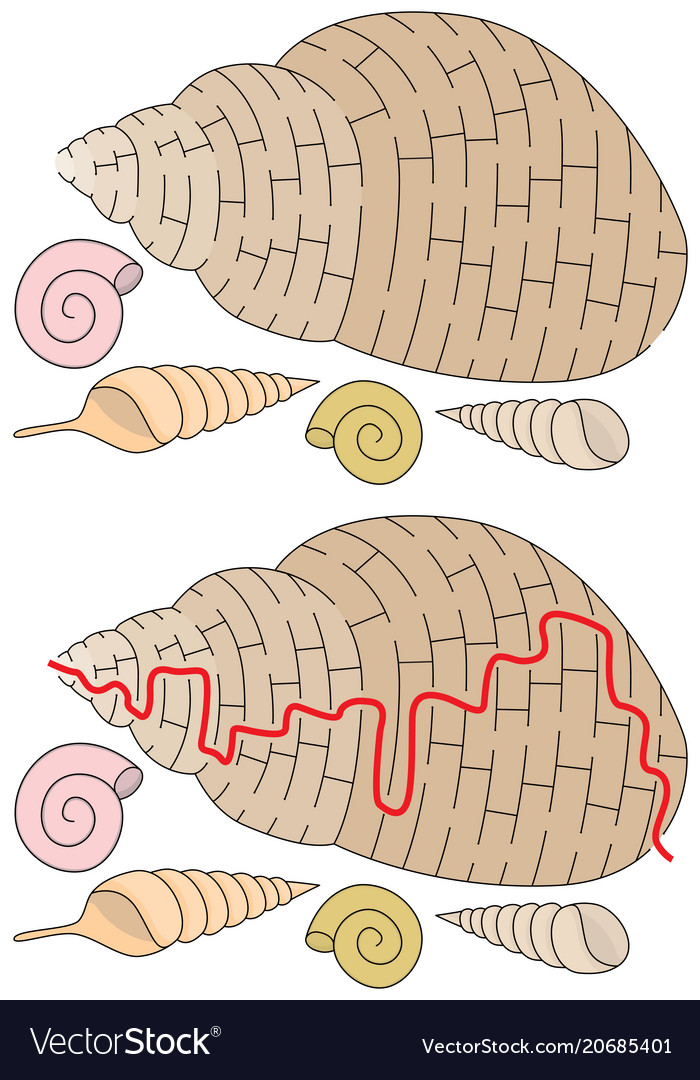 Easy shell maze Royalty Free Vector Image - VectorStock