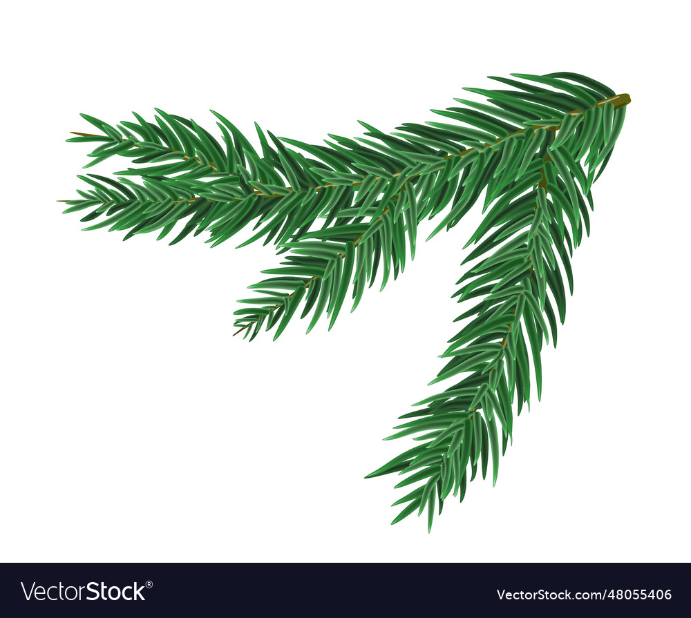 Green lush spruce or pine branch fir tree branch Vector Image