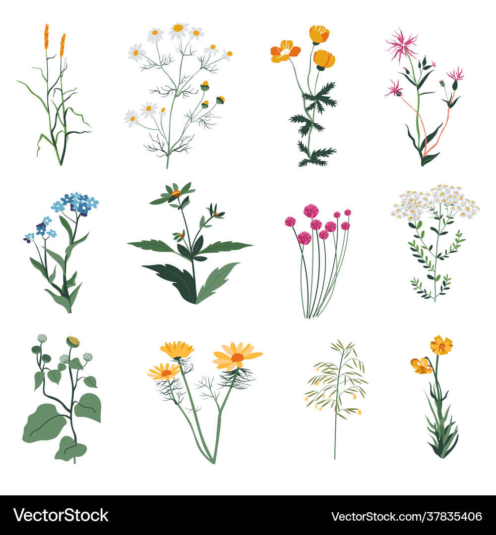 Plants and herbs wild vegetation botany bloom Vector Image
