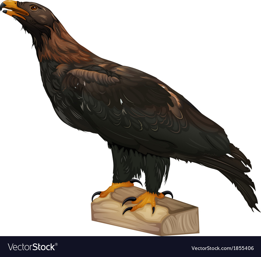 Wedge-tailed eagle Royalty Free Vector Image - VectorStock