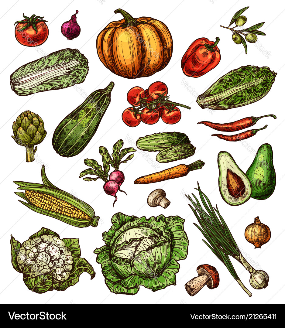 Vegetables sketch isolated icons Royalty Free Vector Image