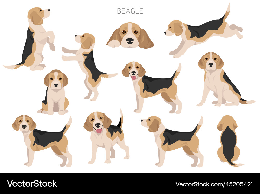 Beagle Colors