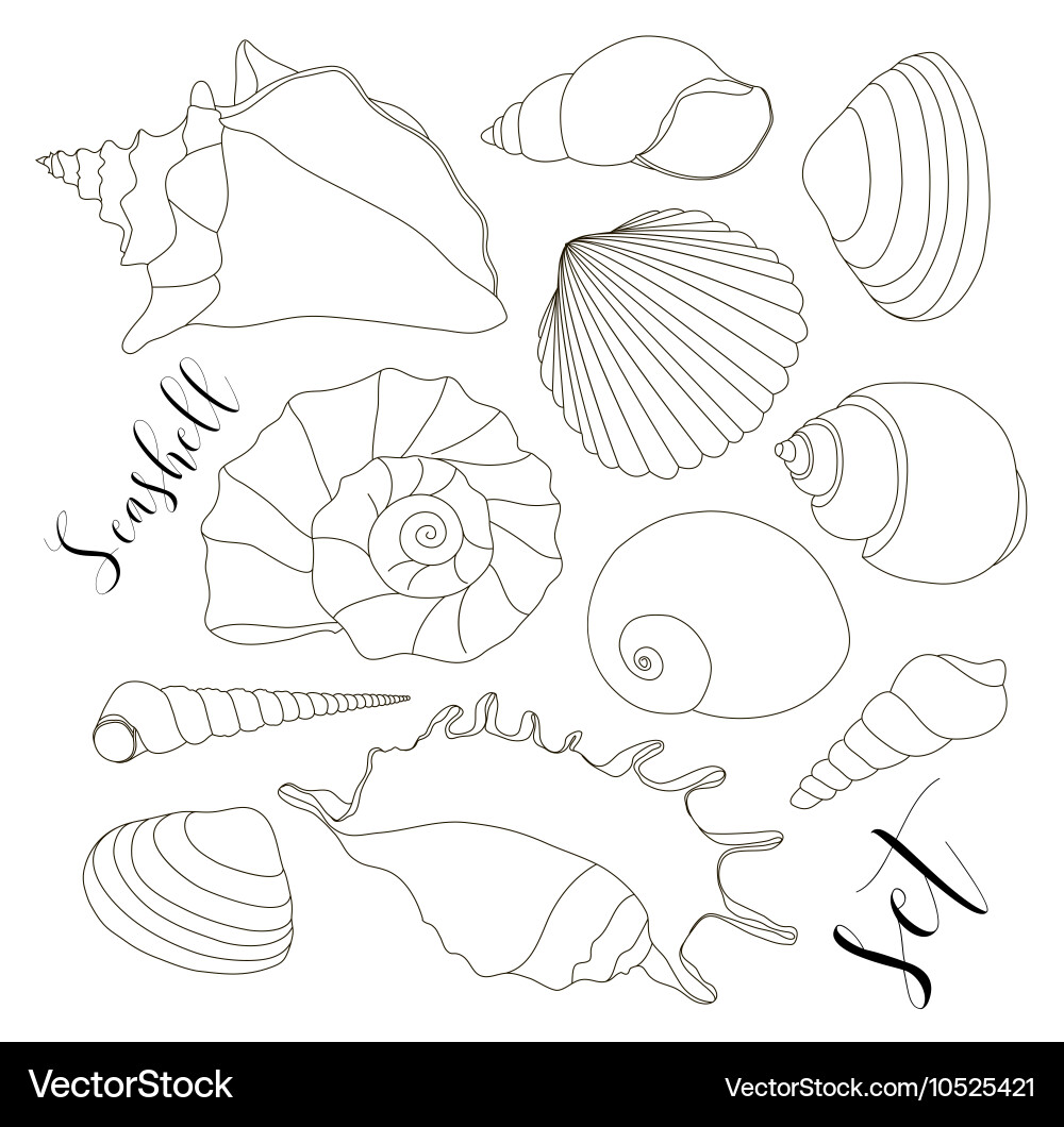 Set of isolated hand drawn seashell icons Vector Image