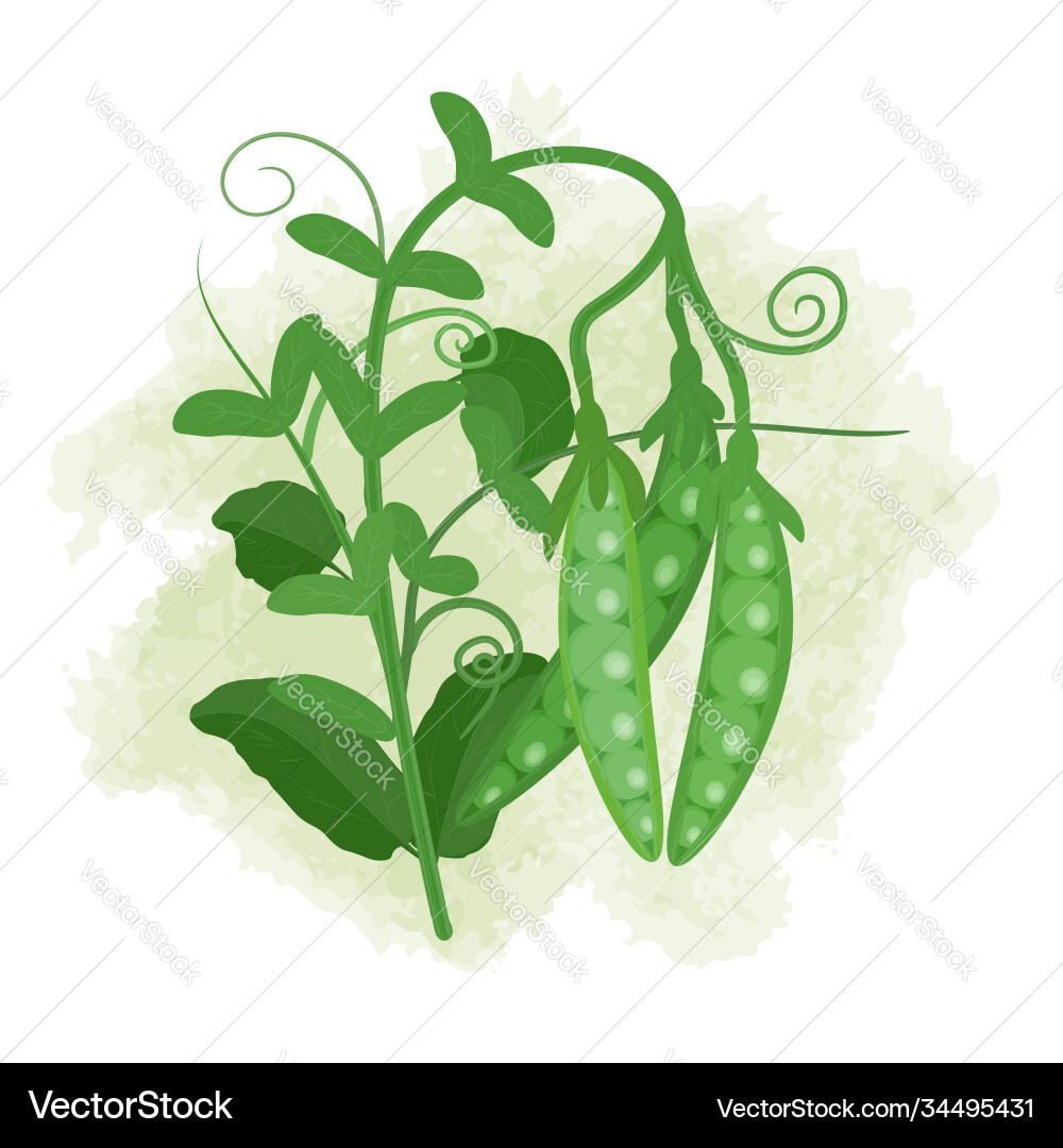 Green peas in a pod on branch image Royalty Free Vector