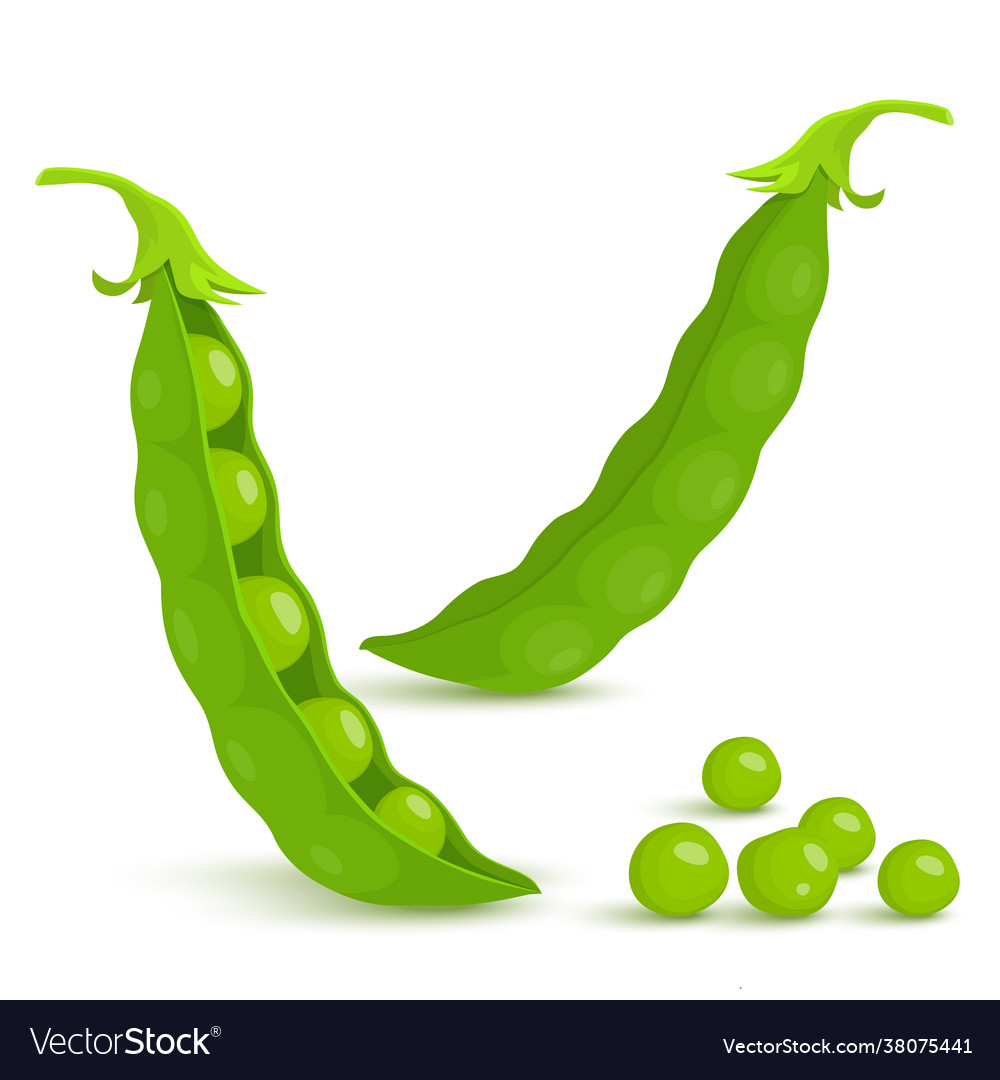 Green pea peas pods isolated on white Royalty Free Vector