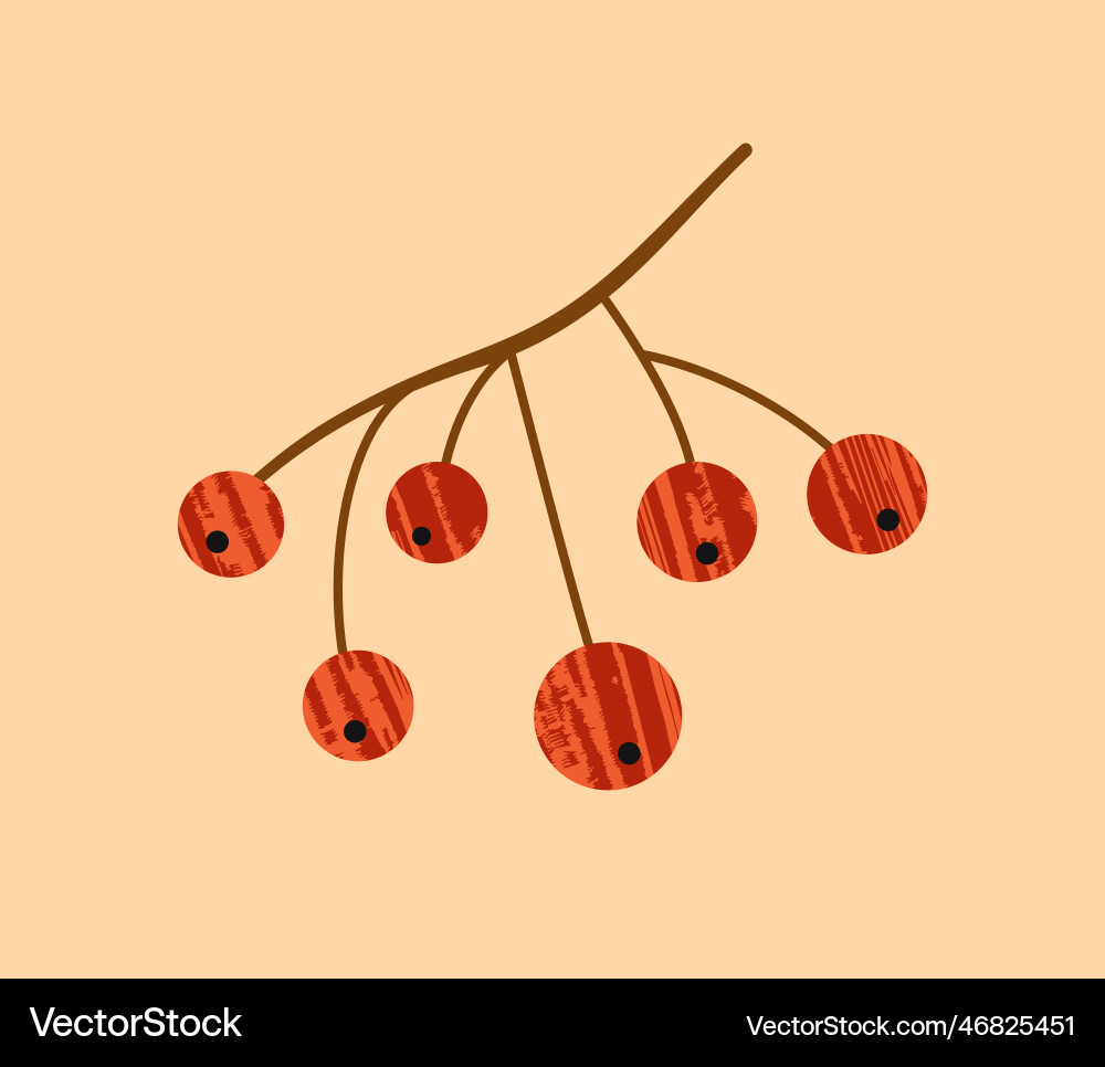 Rowanberry autumn berry Royalty Free Vector Image