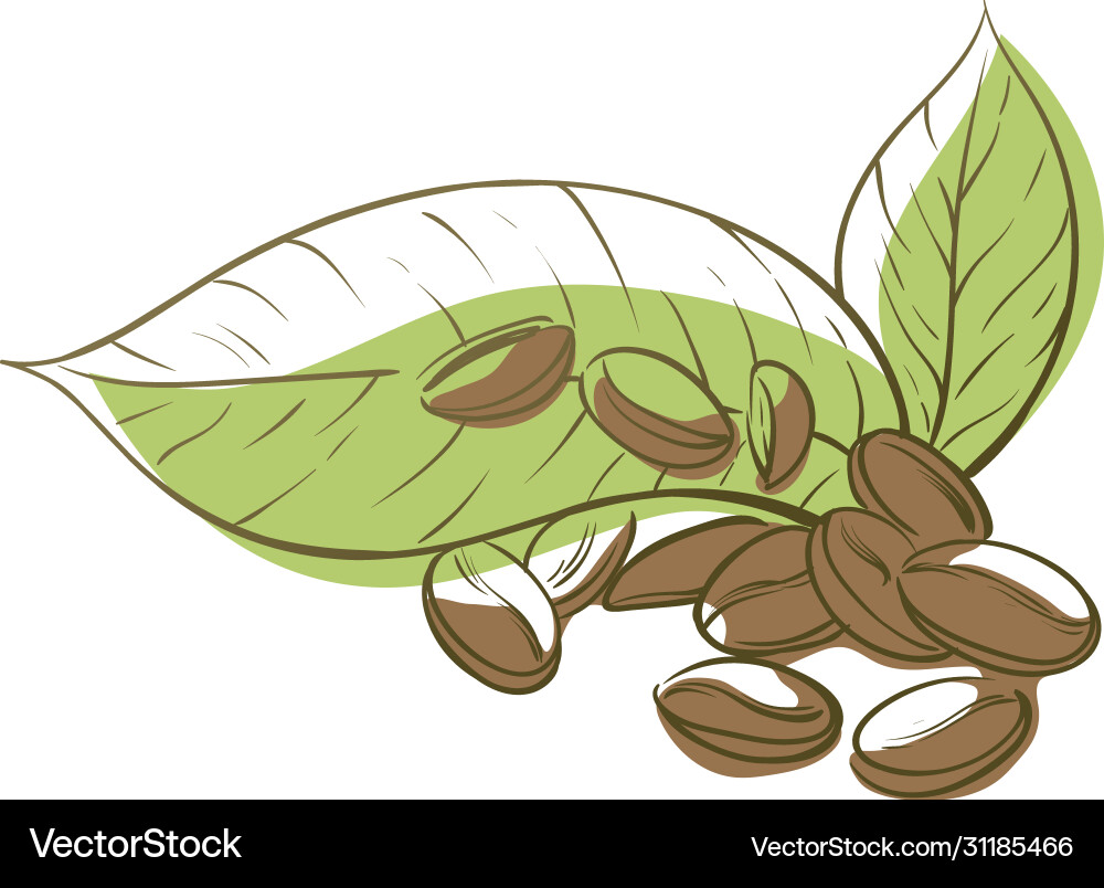 Coffee beans icon brown seeds for fresh beverage Vector Image
