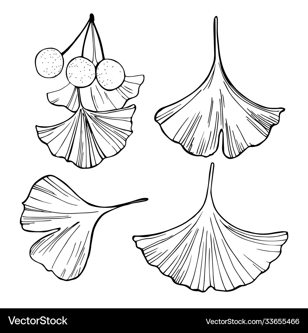 Hand drawn ginkgo leaves sketch Royalty Free Vector Image