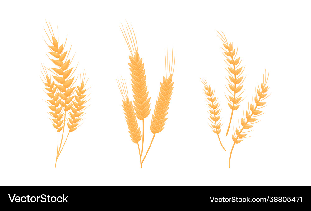 Ear wheat or barley as grain crop cereal Vector Image