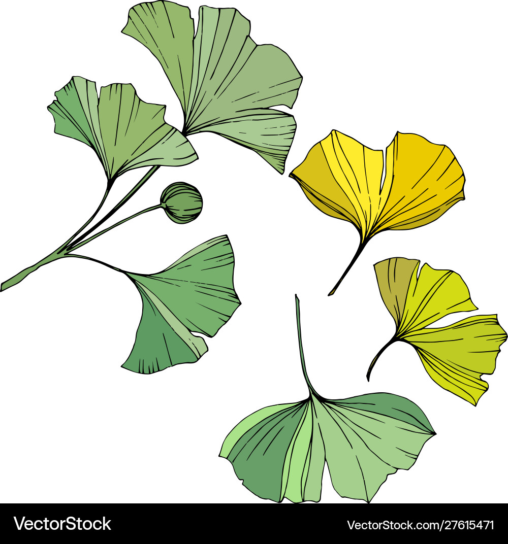 Ginkgo leaf plant botanical garden Royalty Free Vector Image