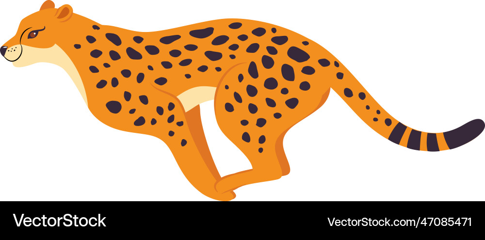 Running leopard as wild cat with long spotted body