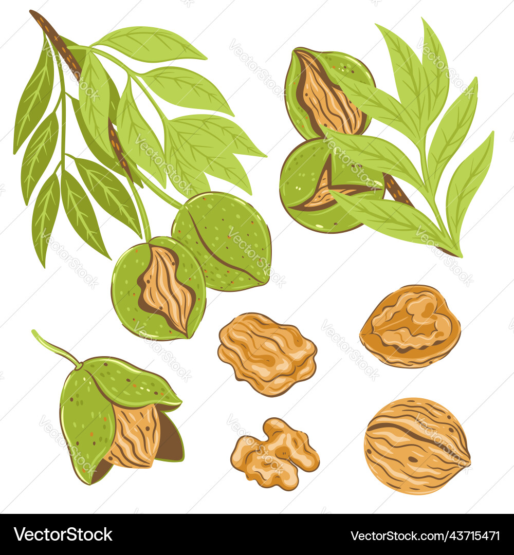 Set of walnut branches and nuts isolated on white Vector Image
