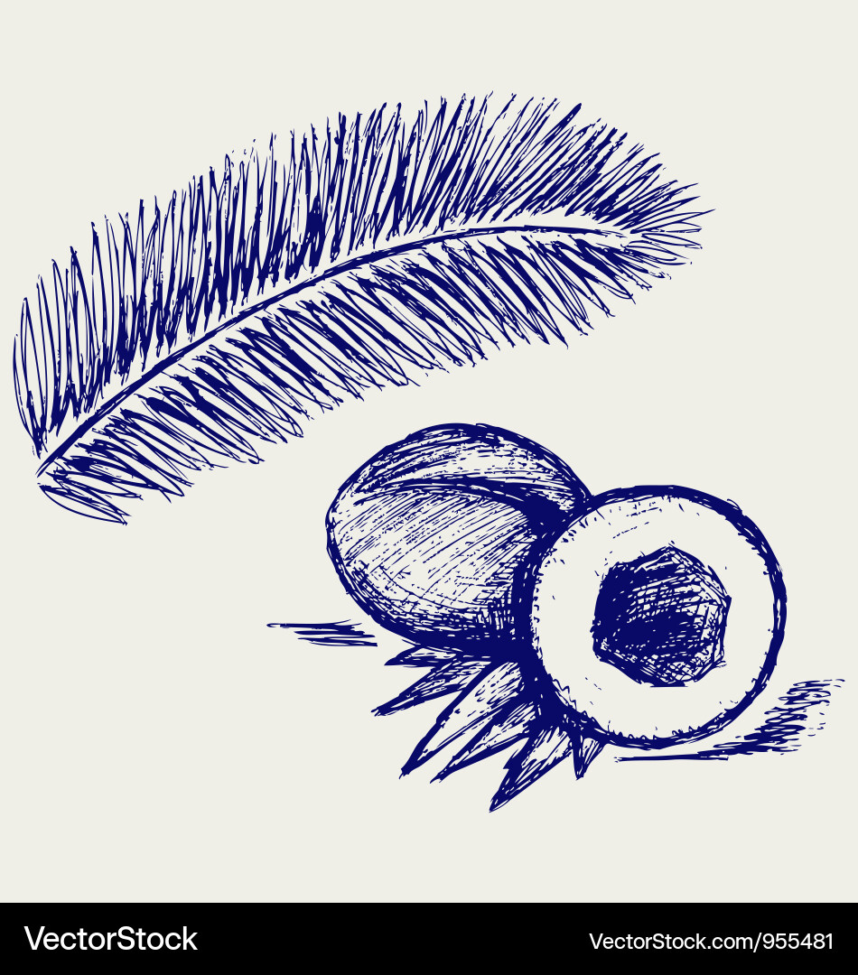 Coconut and palm treecoconut tree Royalty Free Vector Image