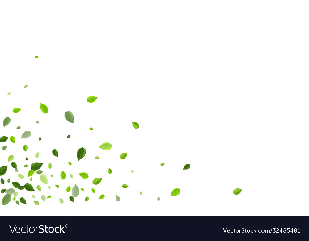 Lime leaf transparent Royalty Free Vector Image