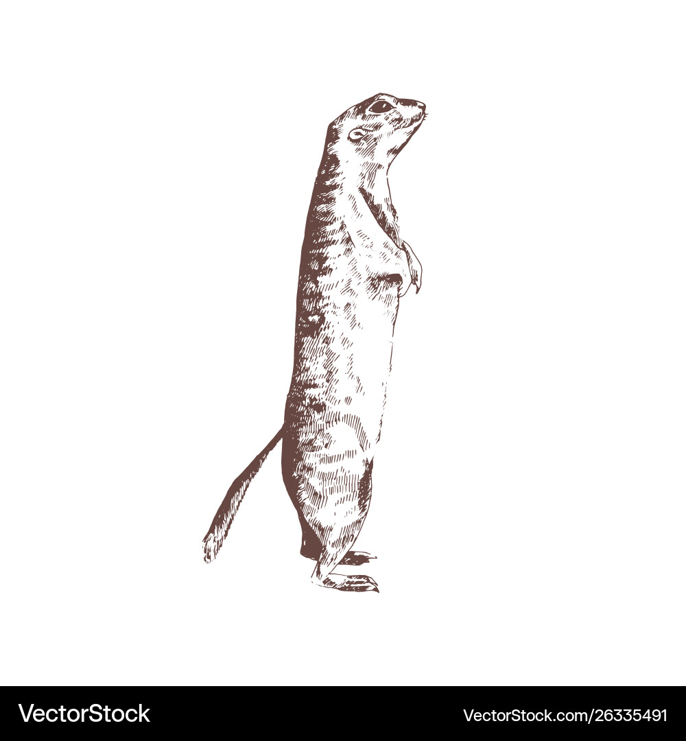 Ground squirrel hand drawn with contour lines on Vector Image