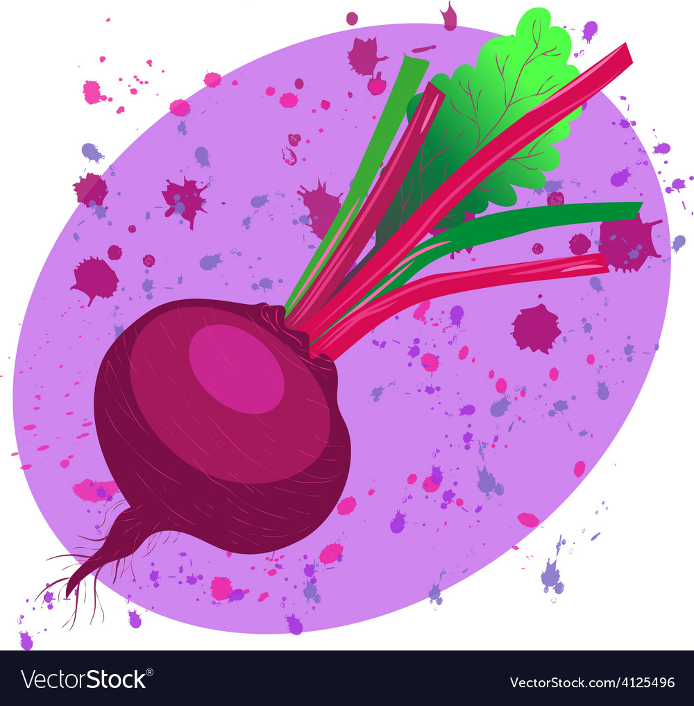 Beet Royalty Free Vector Image - VectorStock
