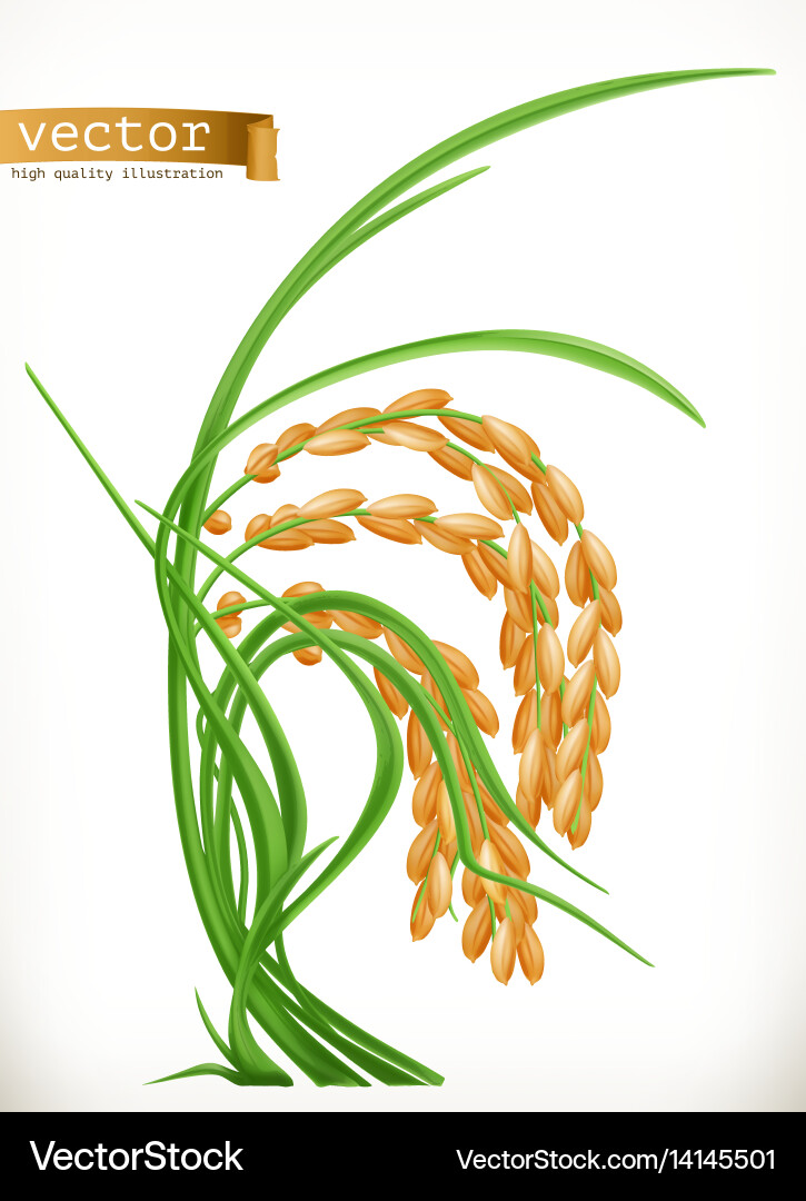 Rice 3d icon Royalty Free Vector Image - VectorStock