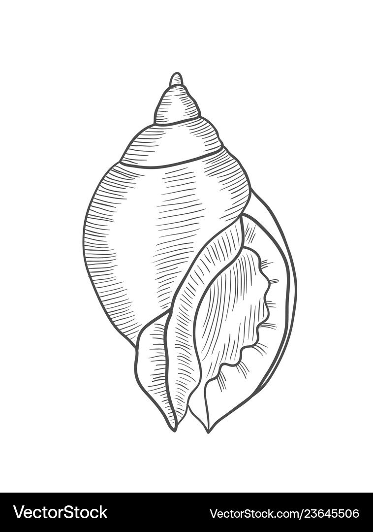 Engraving of spiral seashell Royalty Free Vector Image