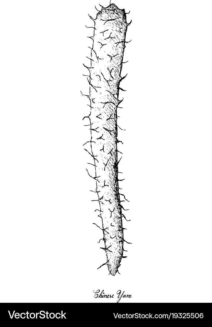 Hand drawn chinese yam on white background Vector Image