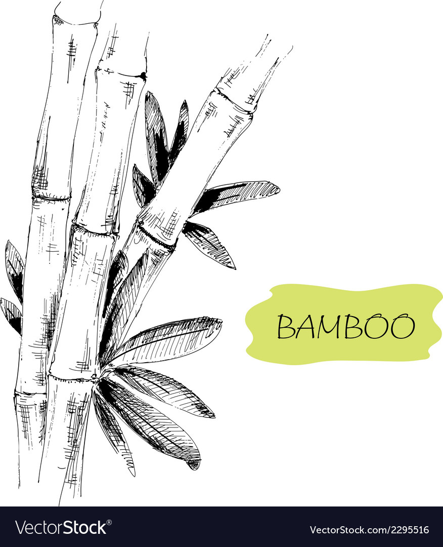 Bamboo Royalty Free Vector Image - VectorStock Bamboo Royalty Free Vector Image - VectorStock