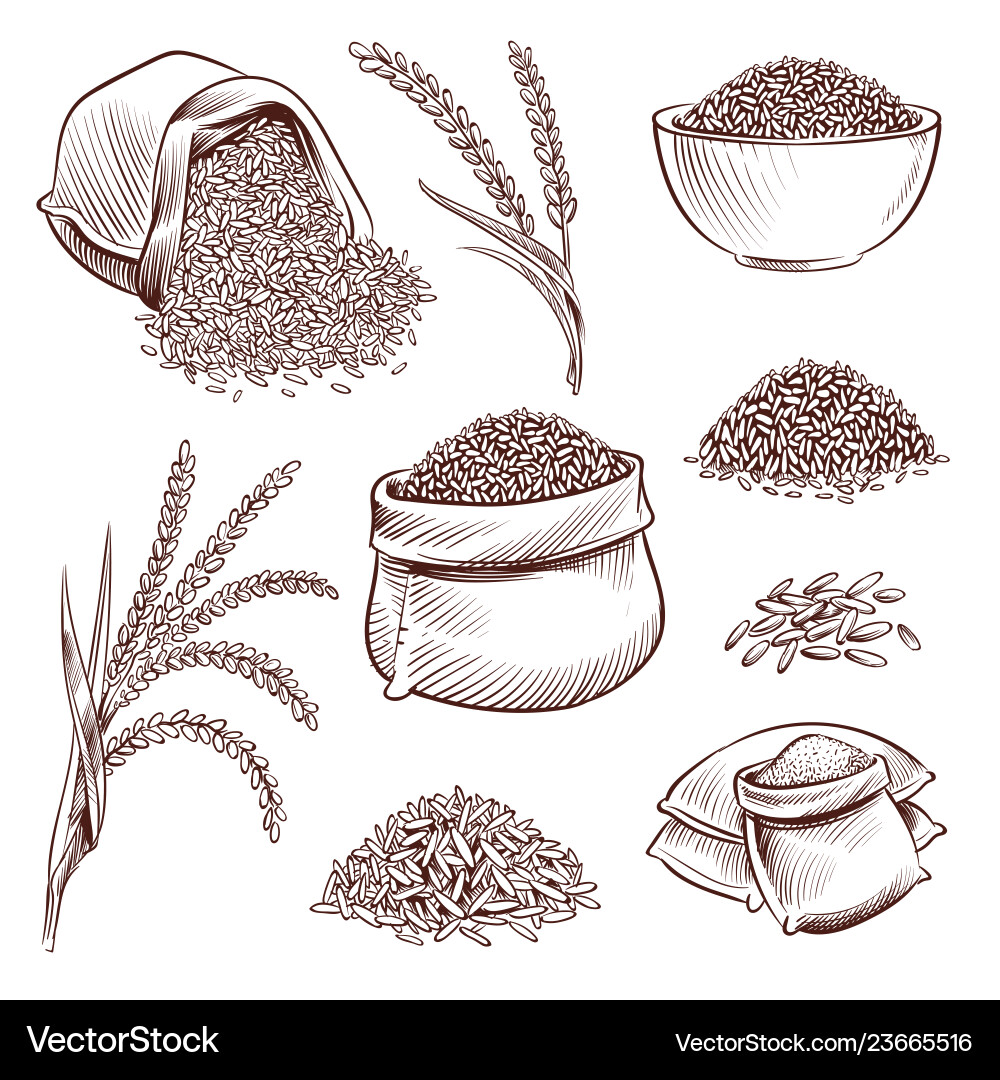 Hand drawn rice doodle sack and sketch ears Vector Image