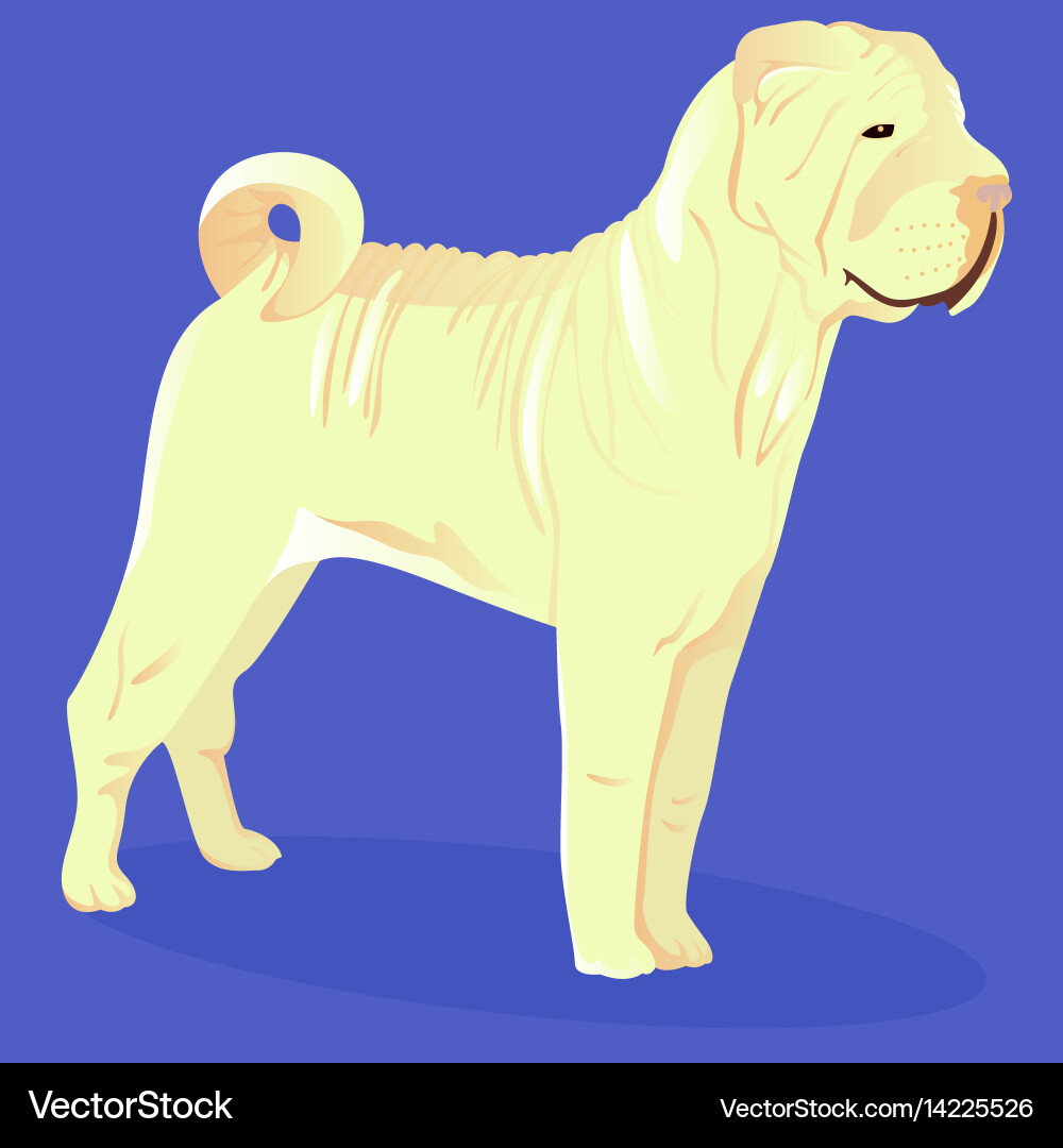 Chinese shar pei white dog Royalty Free Vector Image