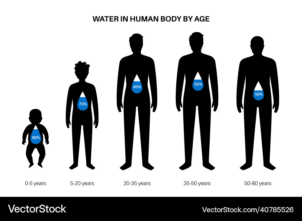 Water Balance Throughout Life Royalty Free Vector Image