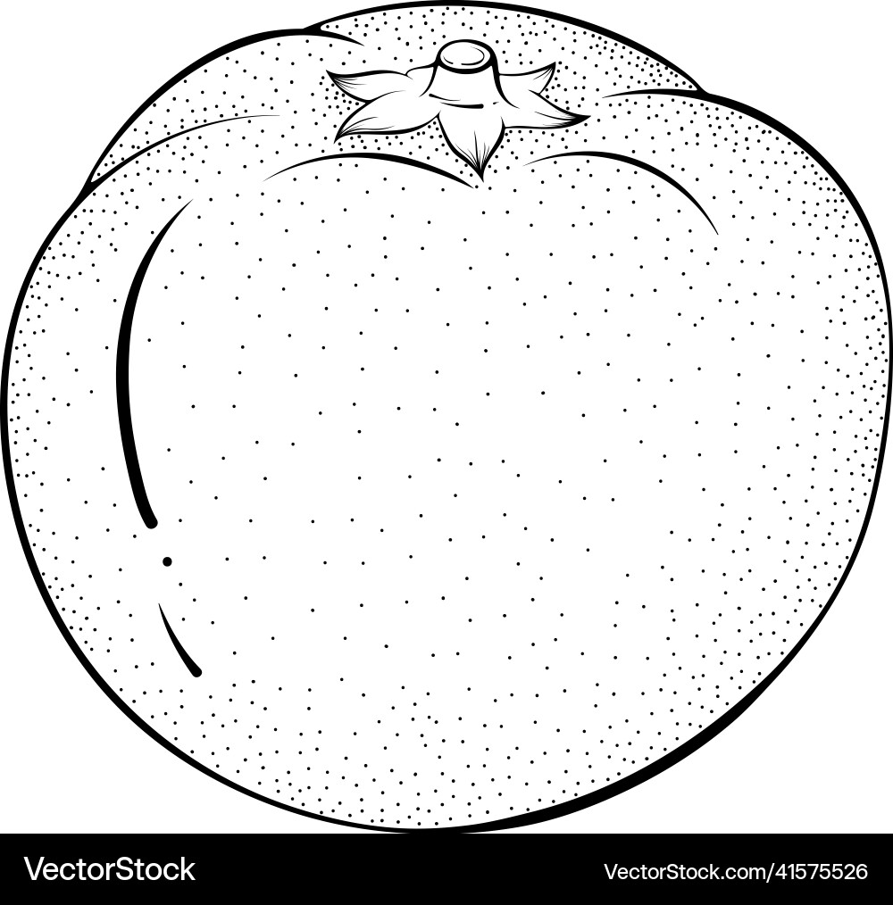 Whole tangerine line art Royalty Free Vector Image