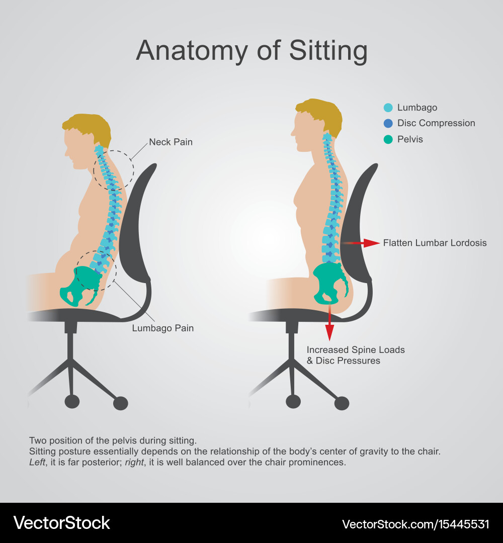 Anatomy of sitting Royalty Free Vector Image - VectorStock
