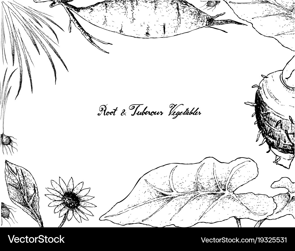Hand drawn frame of root and tuberous vegetables Vector Image