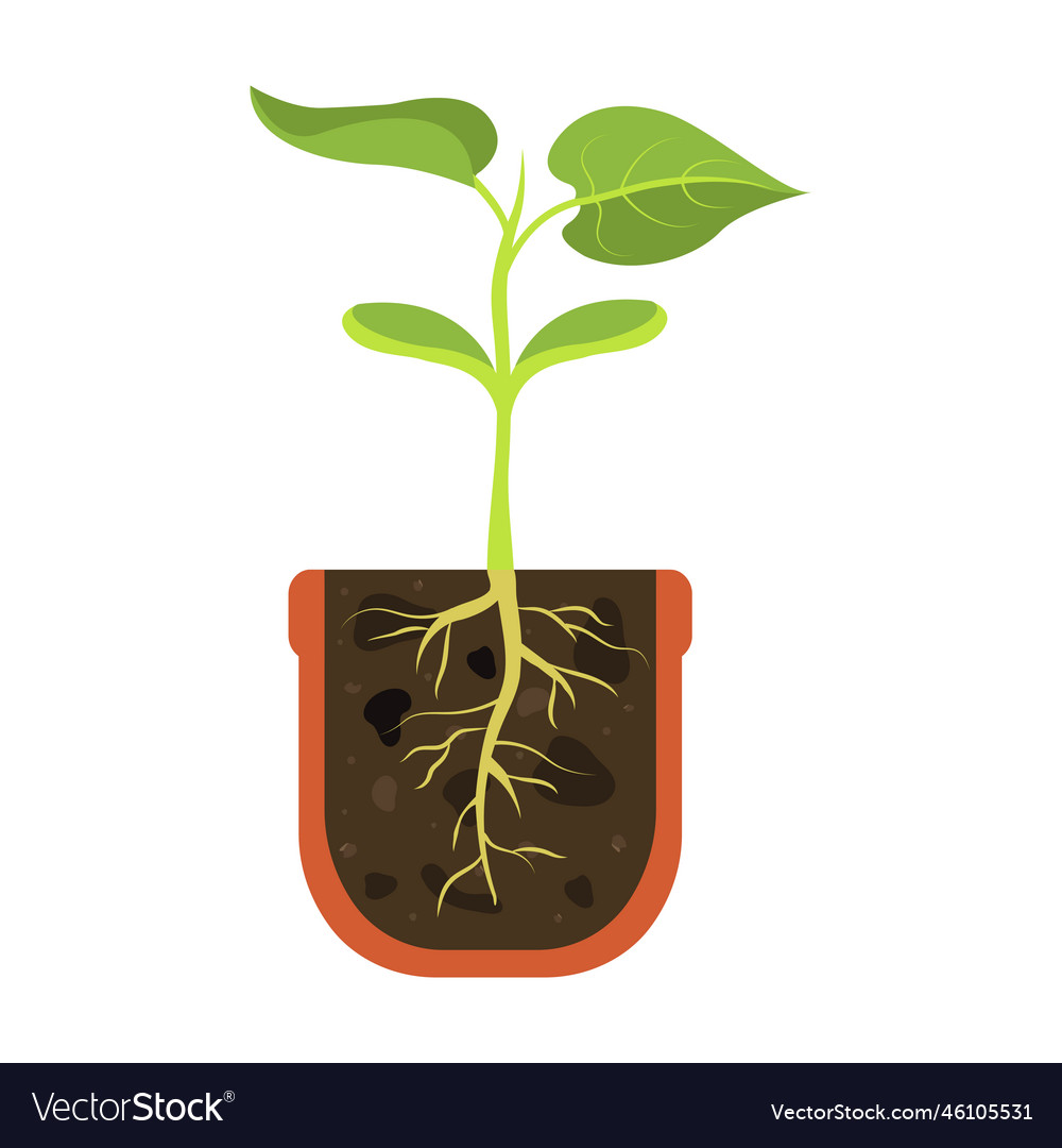 Sprout in pot longitudinal section young shoot Vector Image Sprout in pot longitudinal section young shoot Vector Image