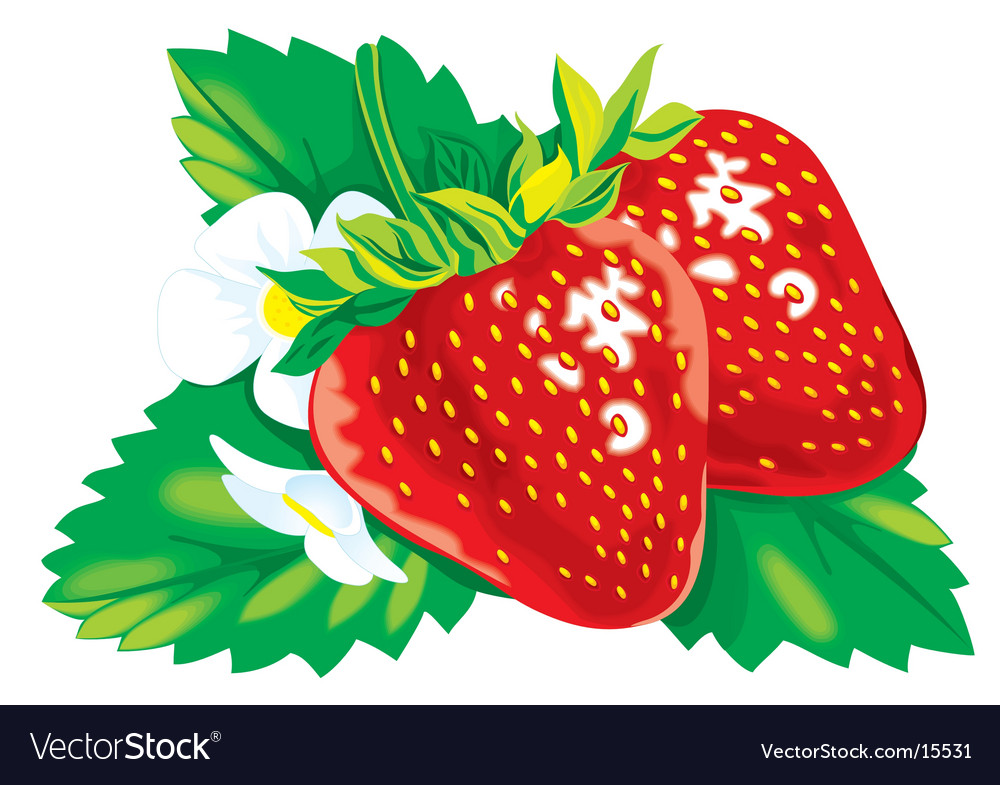 Strawberry Royalty Free Vector Image - VectorStock