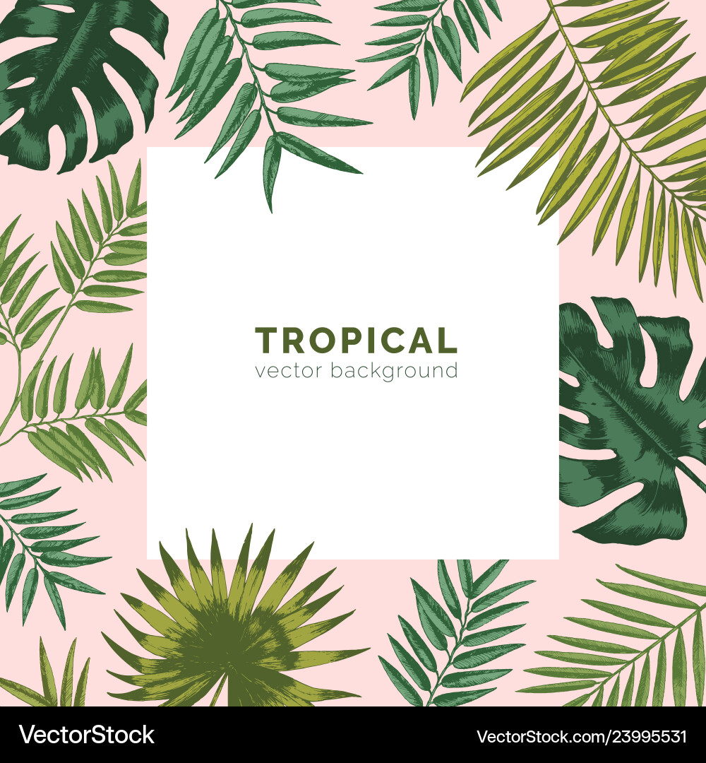 Tropical backdrop or background with frame or Vector Image