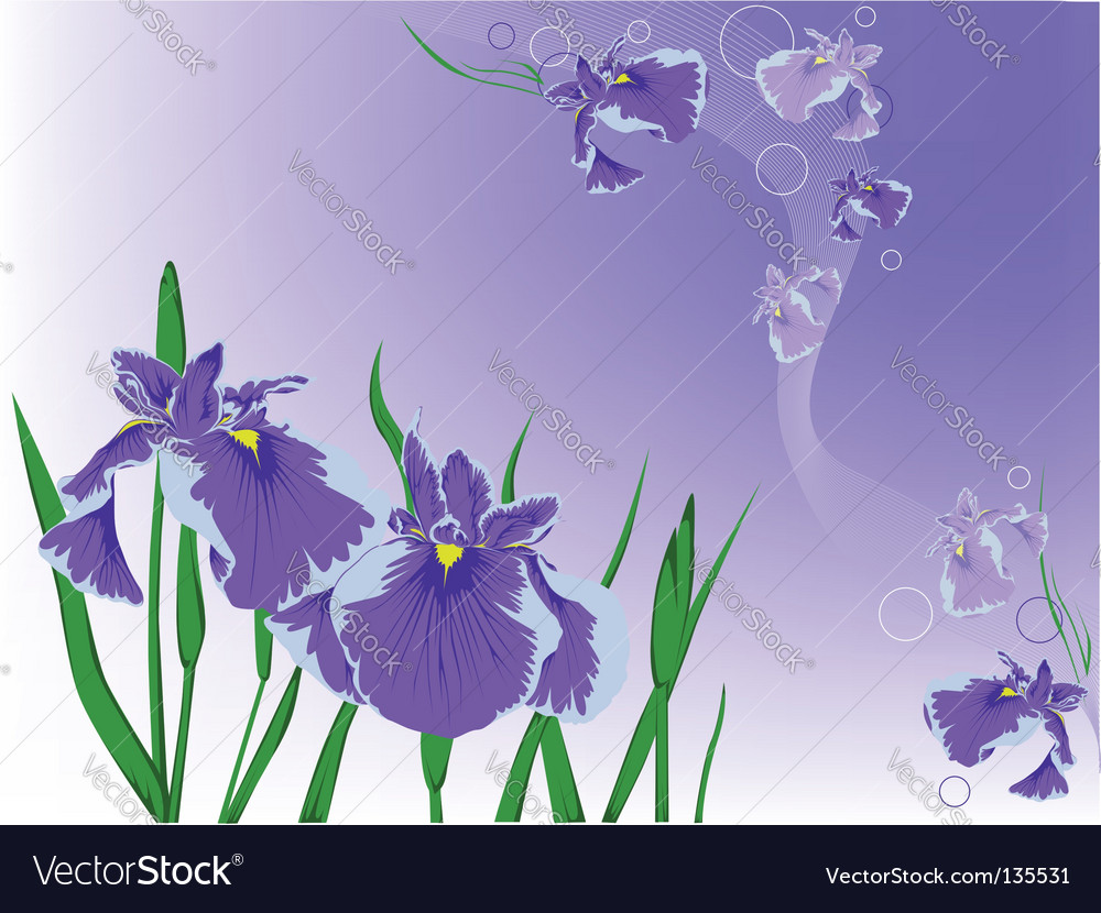 Violet flowers Royalty Free Vector Image - VectorStock