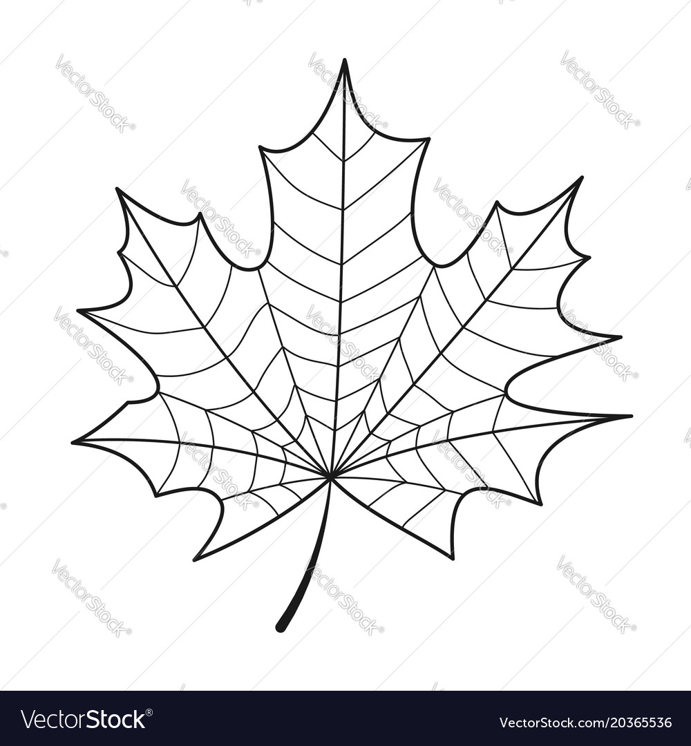 Skeleton maple leaf isolated Royalty Free Vector Image