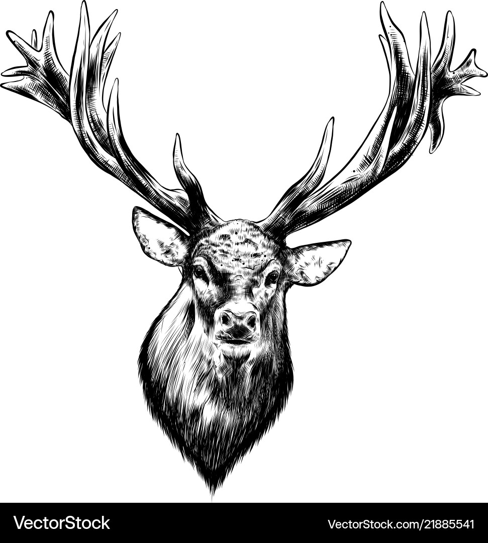 Hand drawn sketch deer in black isolated on Vector Image