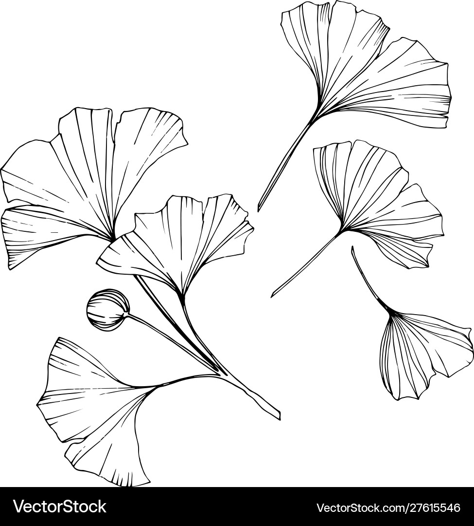 Ginkgo leaf plant botanical garden Royalty Free Vector Image